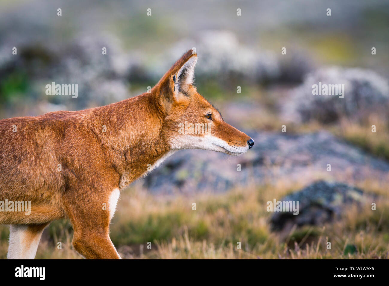 Ethiopian Wolf (Canis simensis) portrait, Bale Mountains National Park ...