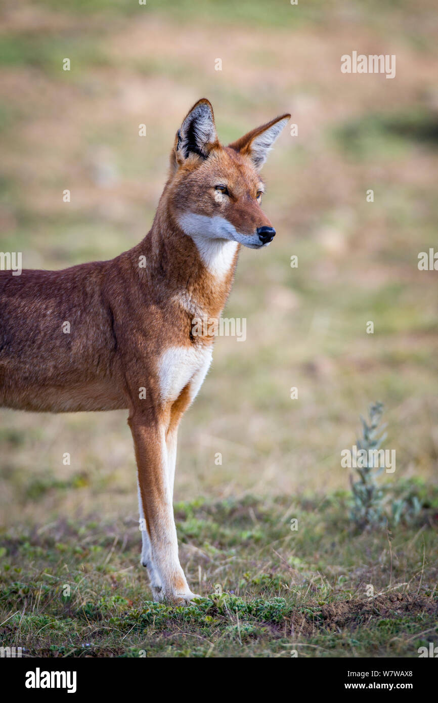 Ethiopian Wolf (Canis simensis) portrait, Bale Mountains National Park ...