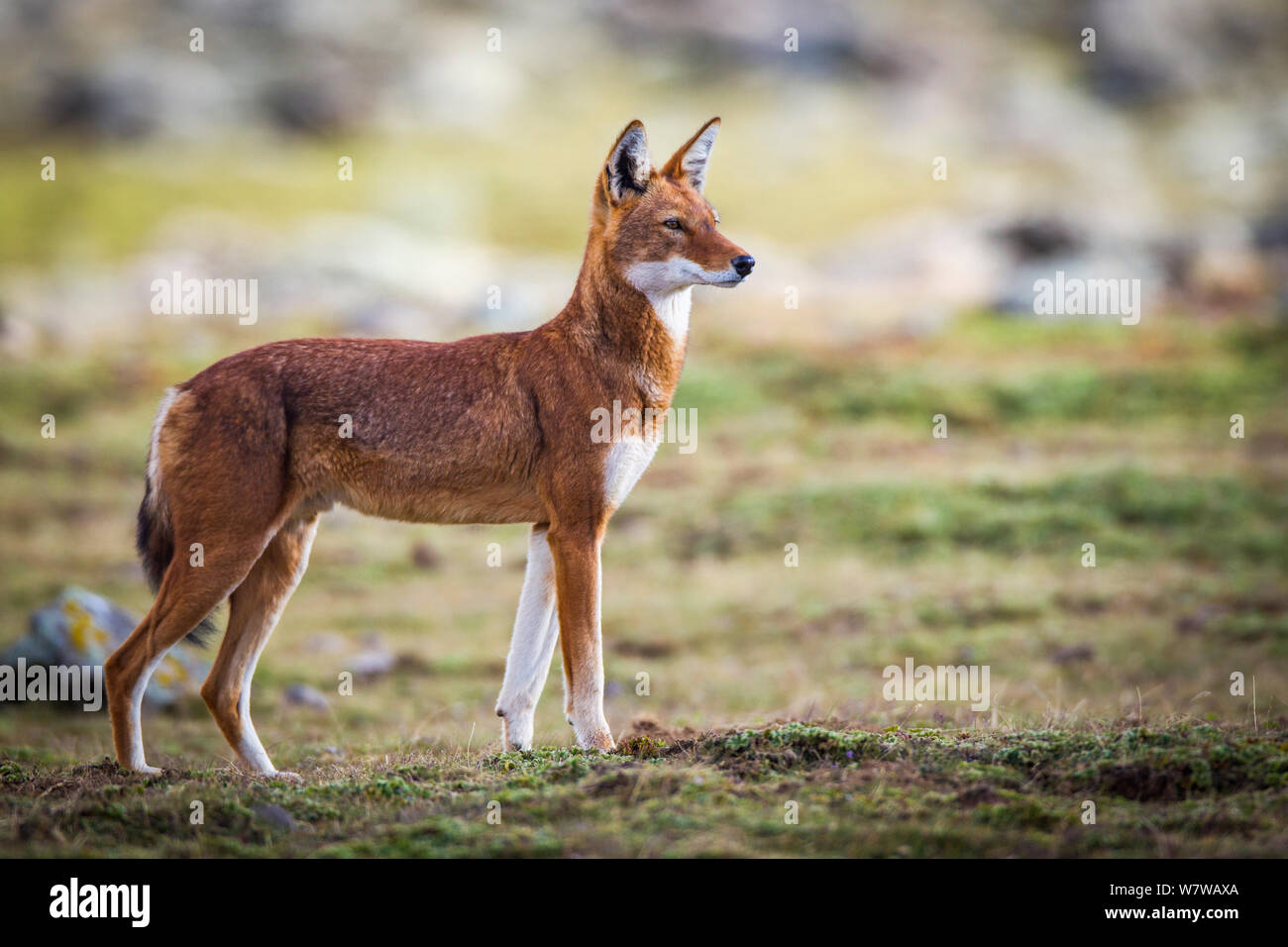 Ethiopian wolf canis simensis hi-res stock photography and images - Alamy