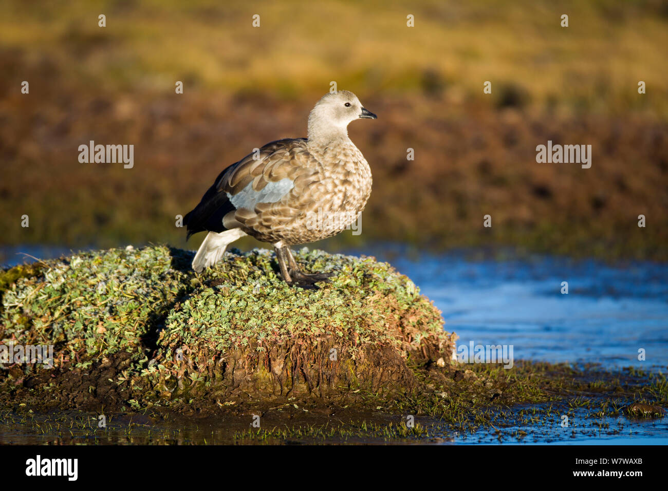 Blue-winged Goose (Cyanochen cyanoptera) Bale Mountains National Park ...