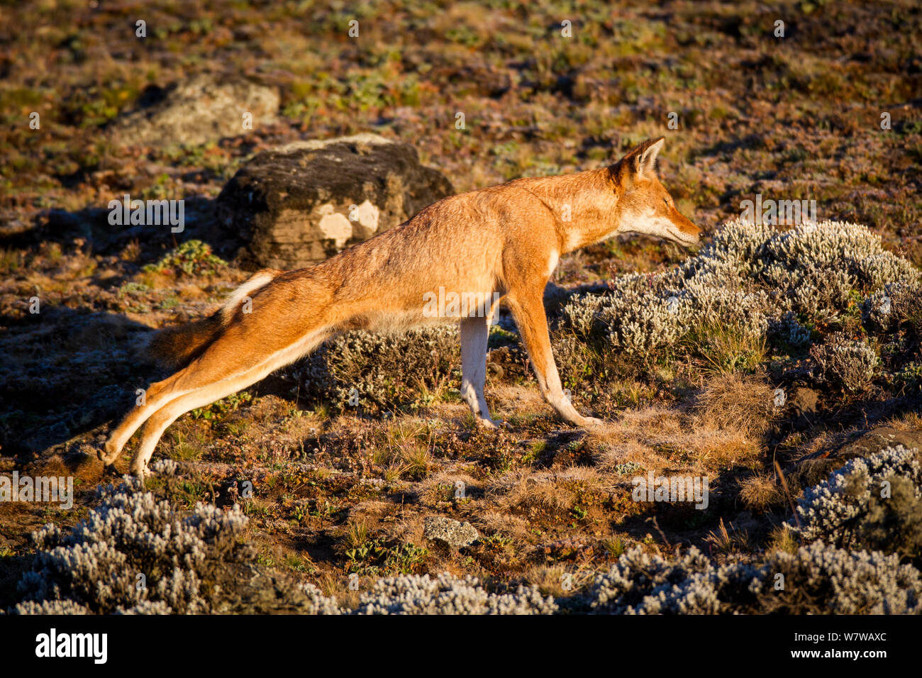 Simien fox hi-res stock photography and images - Alamy