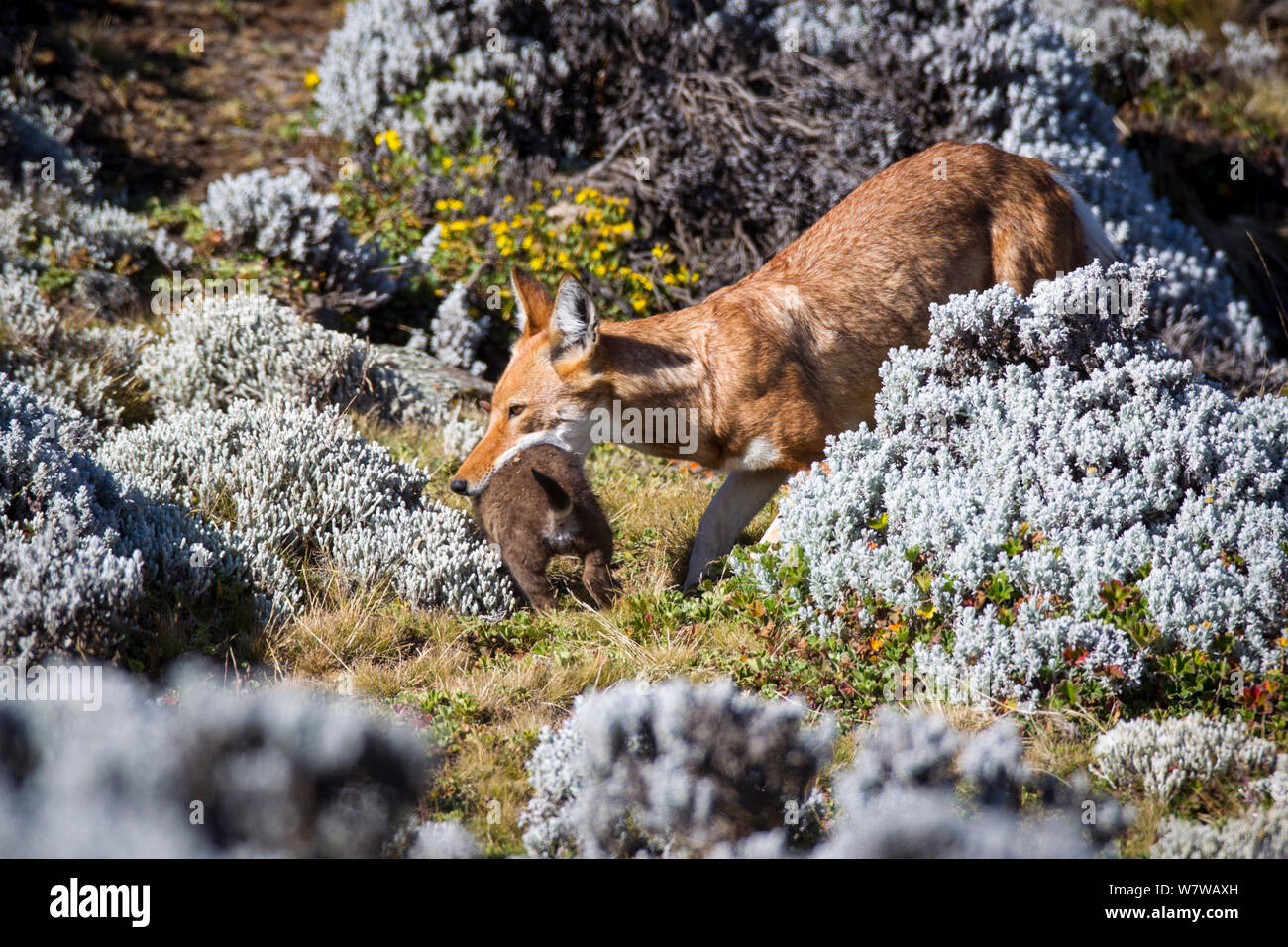 Simien fox hi-res stock photography and images - Alamy