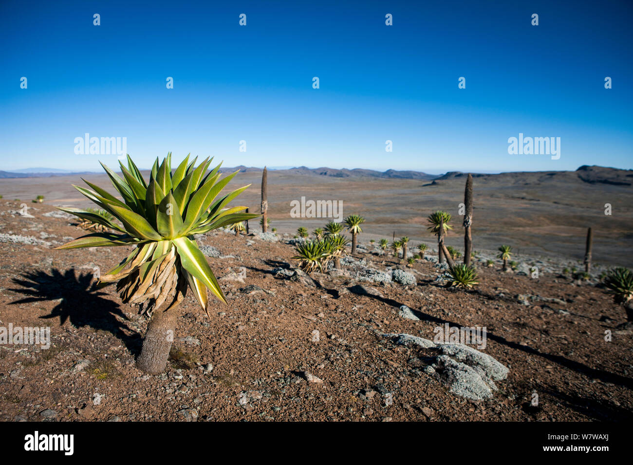 Afroalpine hi-res stock photography and images - Alamy