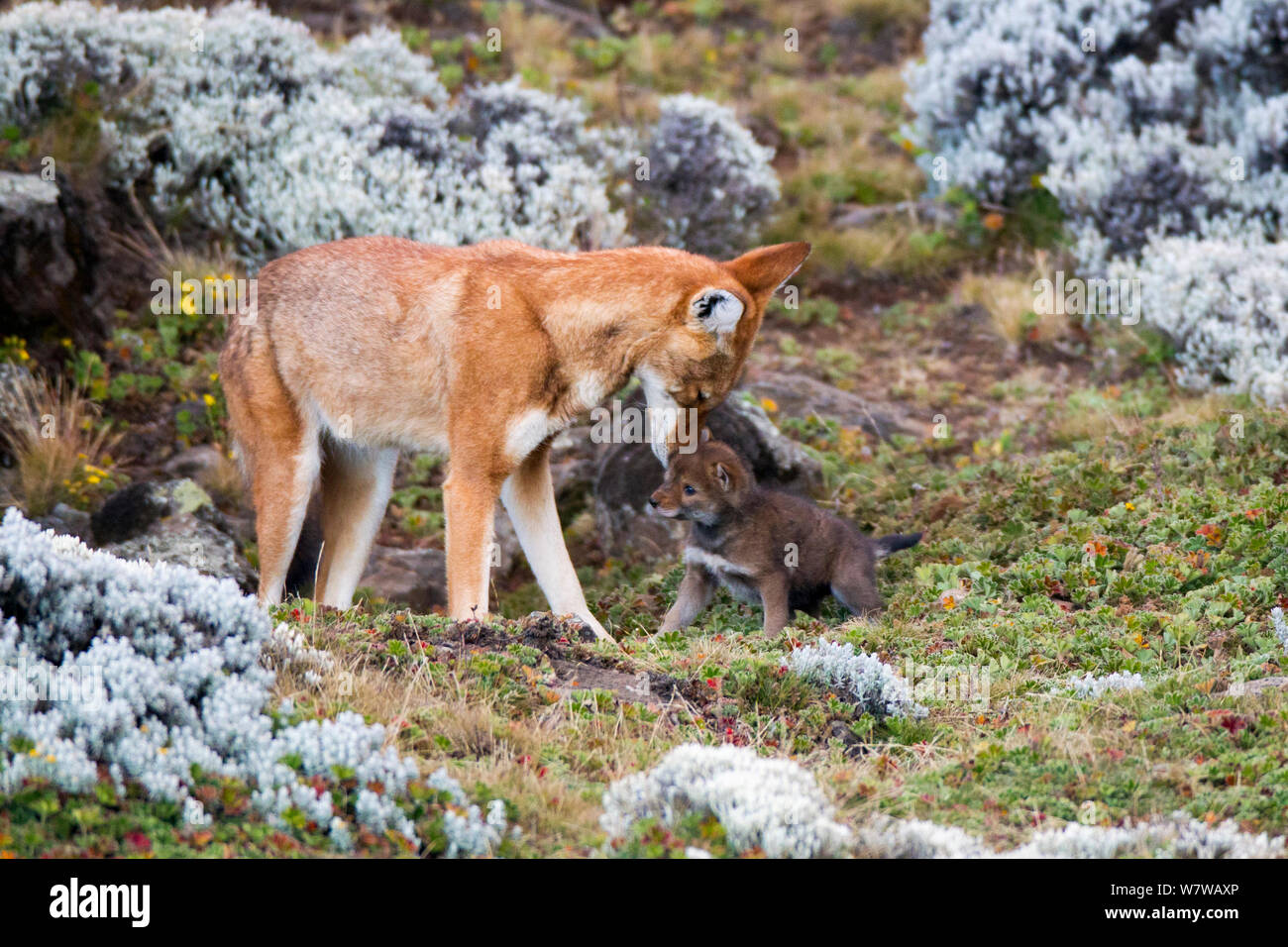 Ethiopian Wolf (Canis simensis) male with young cub, Bale Mountains ...