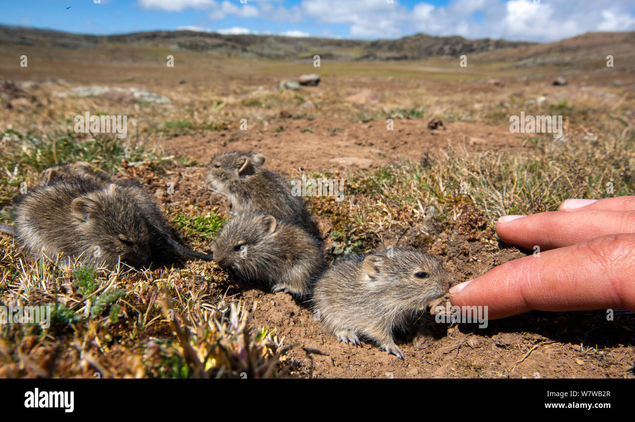 Grass rats hi-res stock photography and images - Alamy