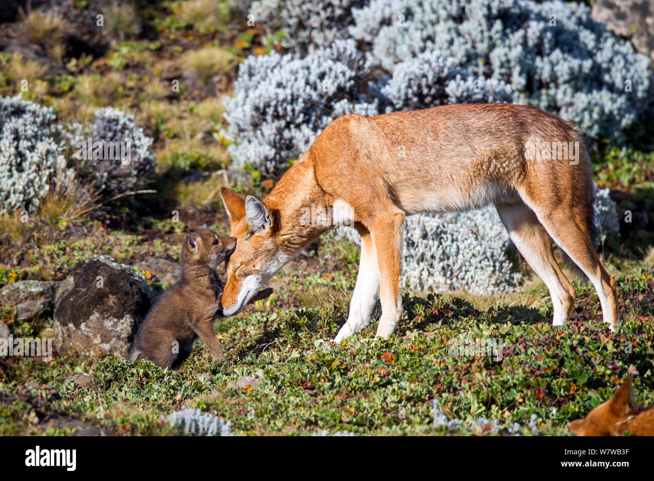 Ethiopian Wolf (Canis simensis) mother nuzzling her pup tenderly. Bale Mountains National Park ...