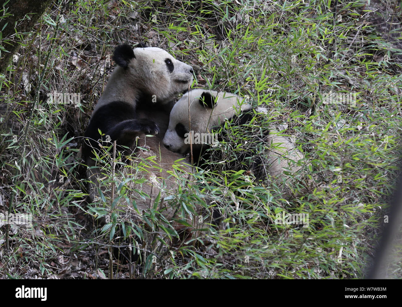 Foping county hi-res stock photography and images - Alamy