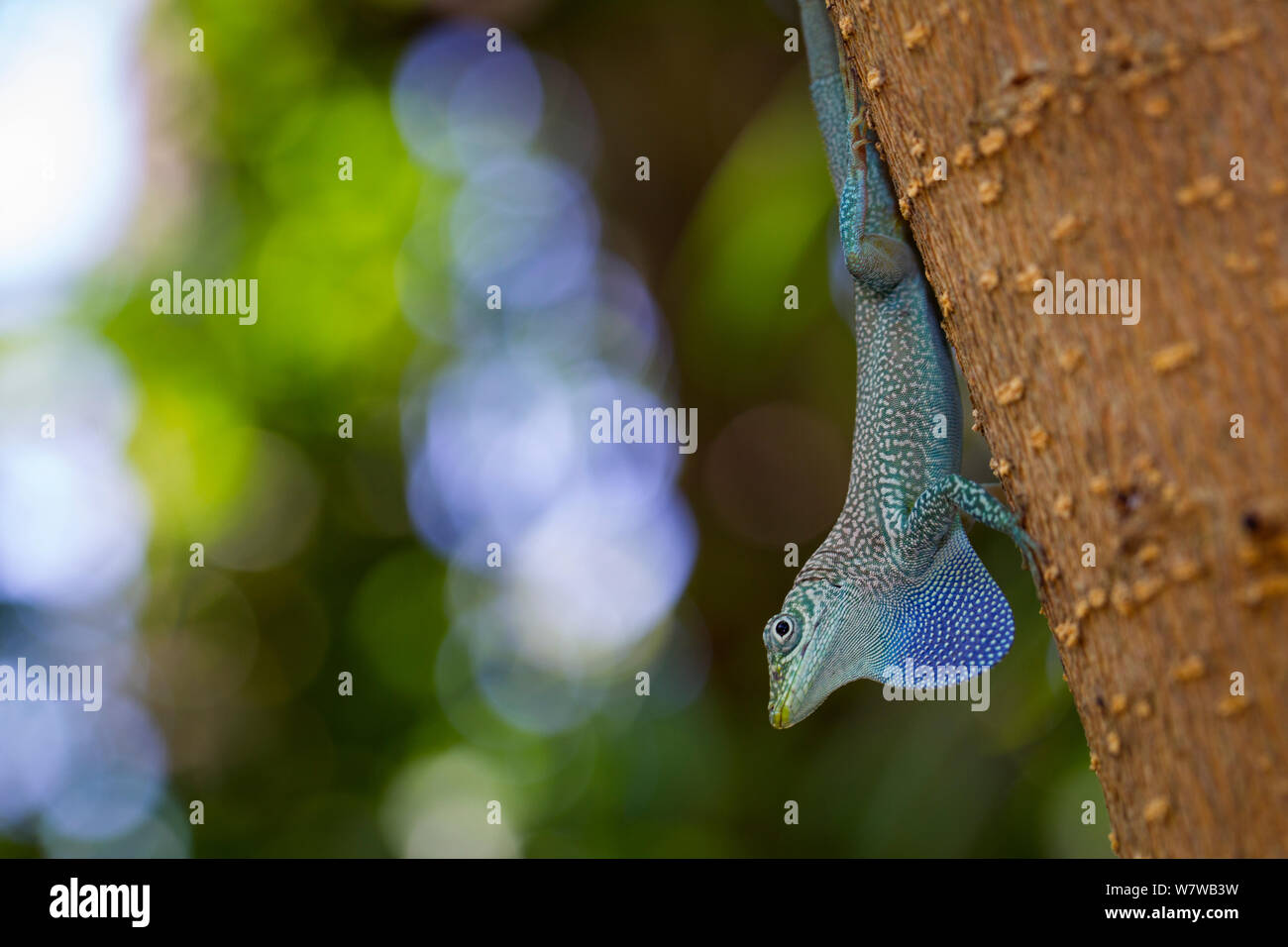 Blue anole hi-res stock photography and images - Alamy