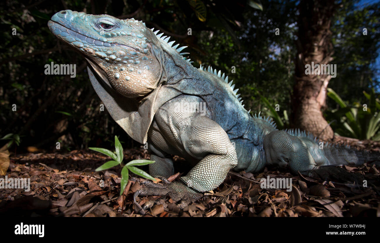 Grand Cayman Island blue iguana (Cyclura lewisi) in captive breeding ...