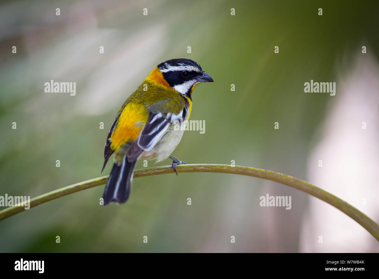 Cayman birds hi-res stock photography and images - Alamy