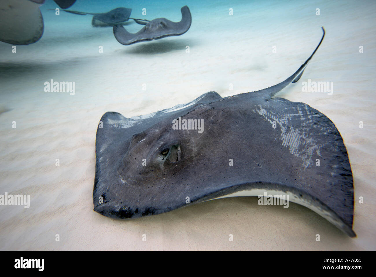 Southern stingray (Dasyatis americana) at Stingray City. Grand Cayman ...