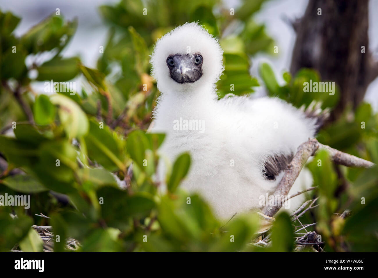 Red footed booby hi-res stock photography and images - Alamy