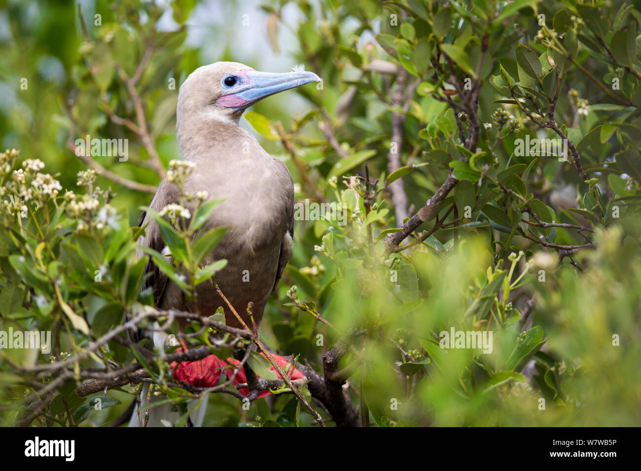 Redfooted booby (Sula sula) Little Cayman, Cayman Islands Stock Photo ...