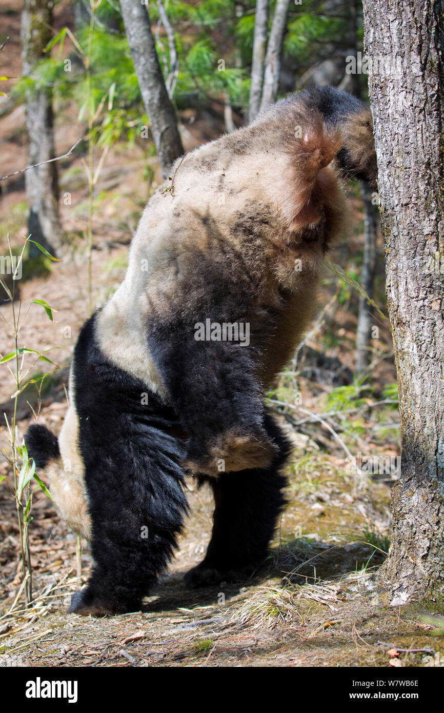 Giant Panda (Ailuropoda melanoleuca) young male standing on fore legs ...