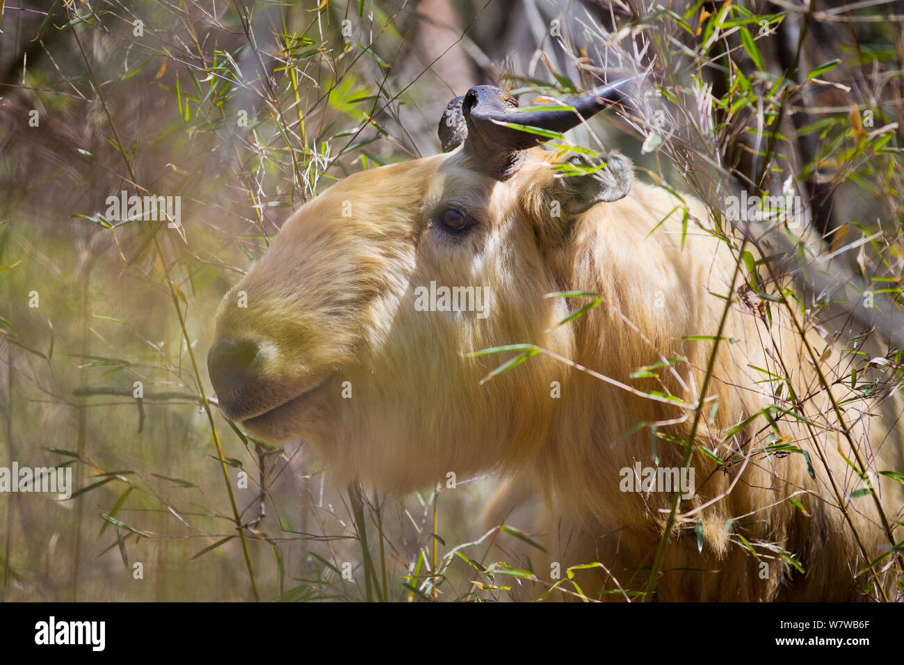 Golden takin (Budorcas taxicolor bedfordi) Qinling Mountains, Shaanxi ...