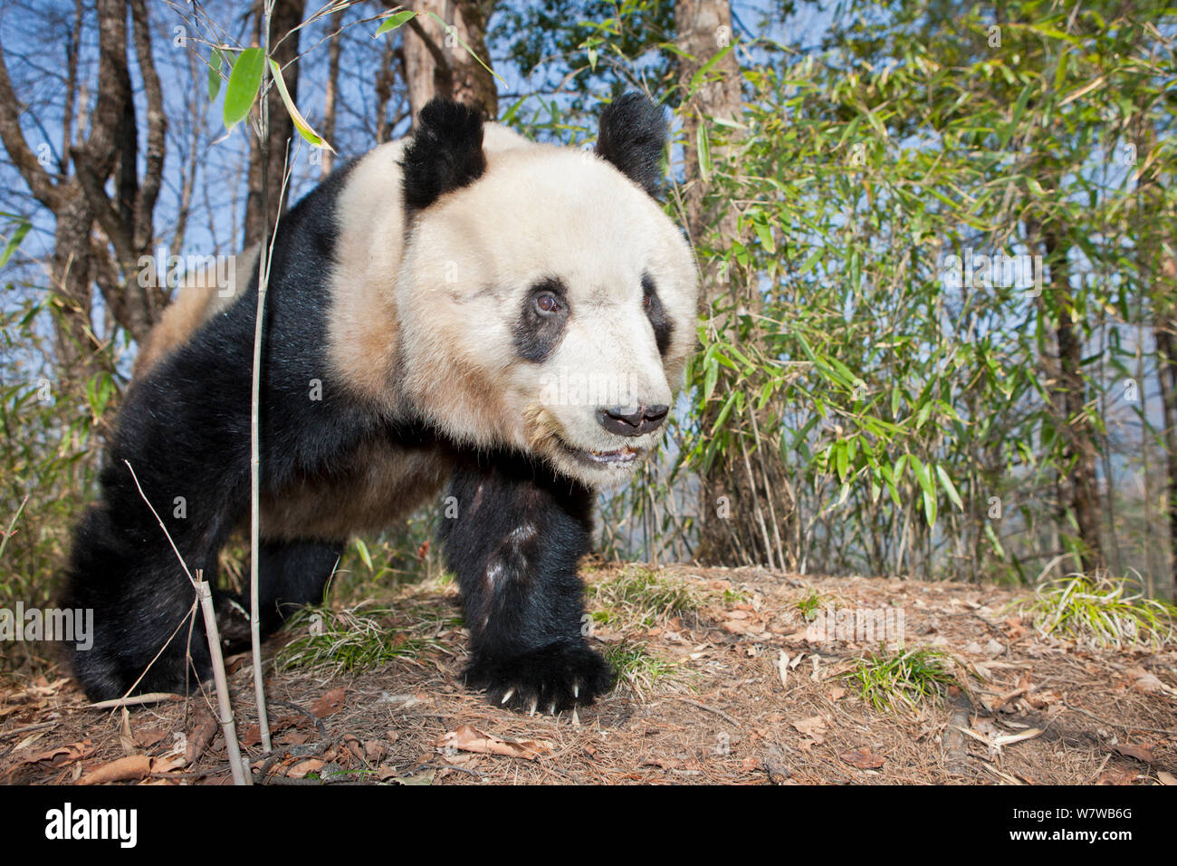 Qinling Mountains Pandas