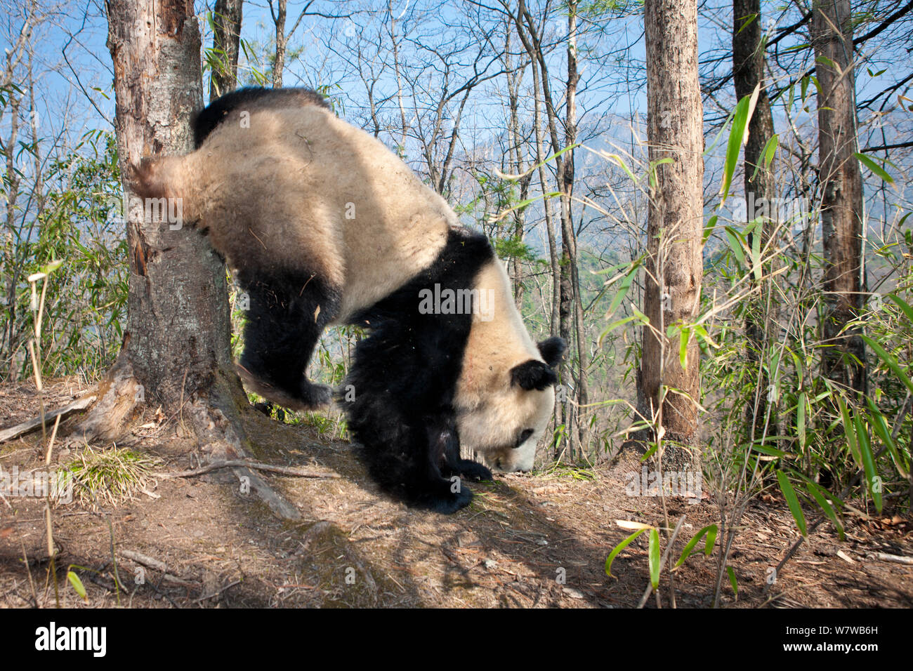 Giant Panda (Ailuropoda melanoleuca) young male scent marking tree ...
