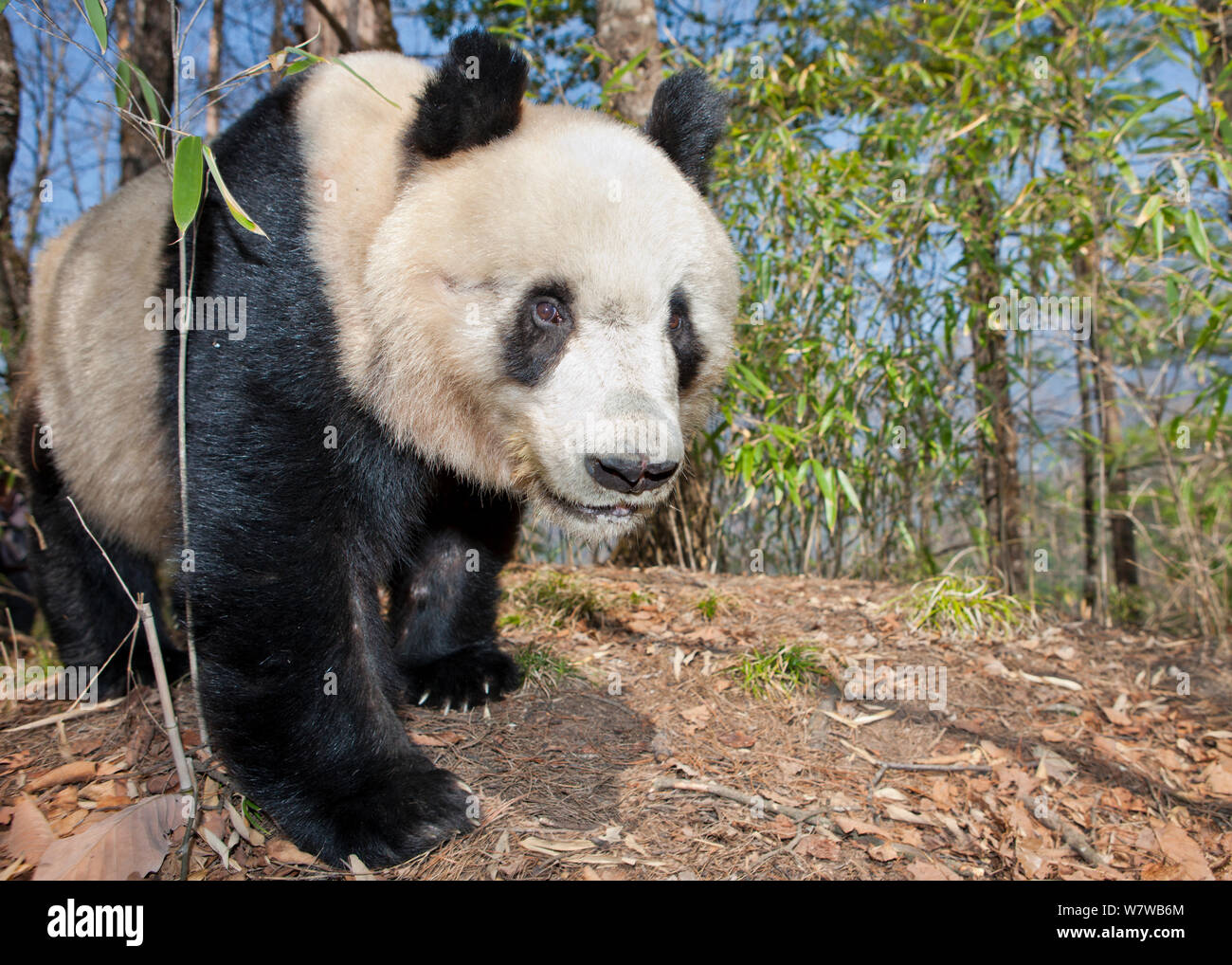 Giant Panda Qinling China High Resolution Stock Photography and Images ...