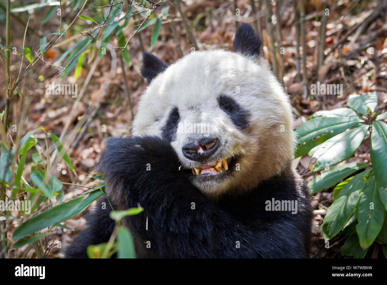 Qinling panda hi-res stock photography and images - Alamy