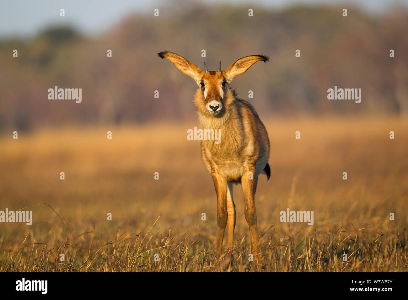 Antelope running hi-res stock photography and images - Alamy