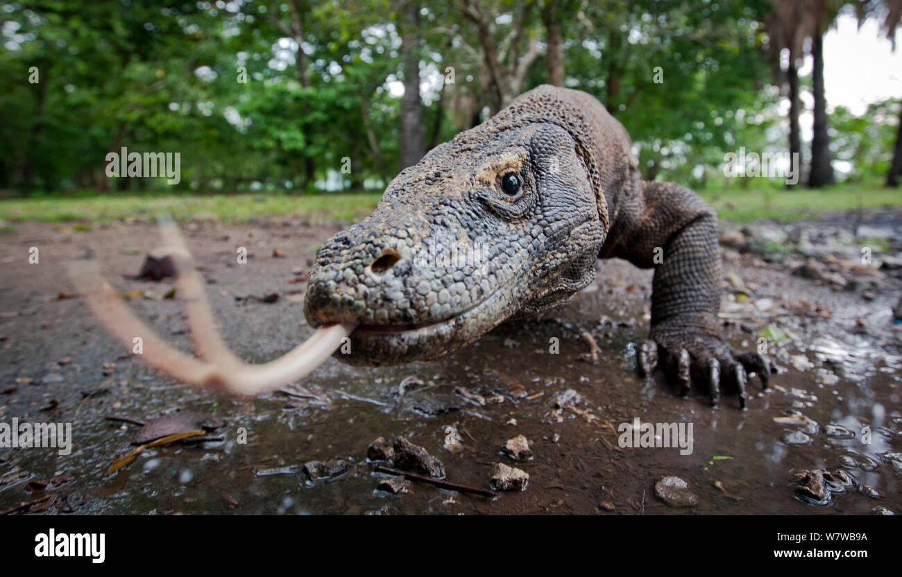 Sensing organ hi-res stock photography and images - Alamy