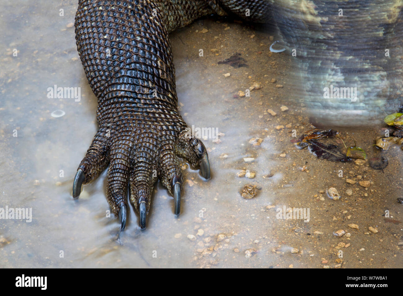 Reptile Claw Stock Photos & Reptile Claw Stock Images - Alamy