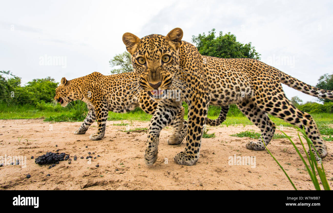 Low angle shot growling hi-res stock photography and images - Alamy