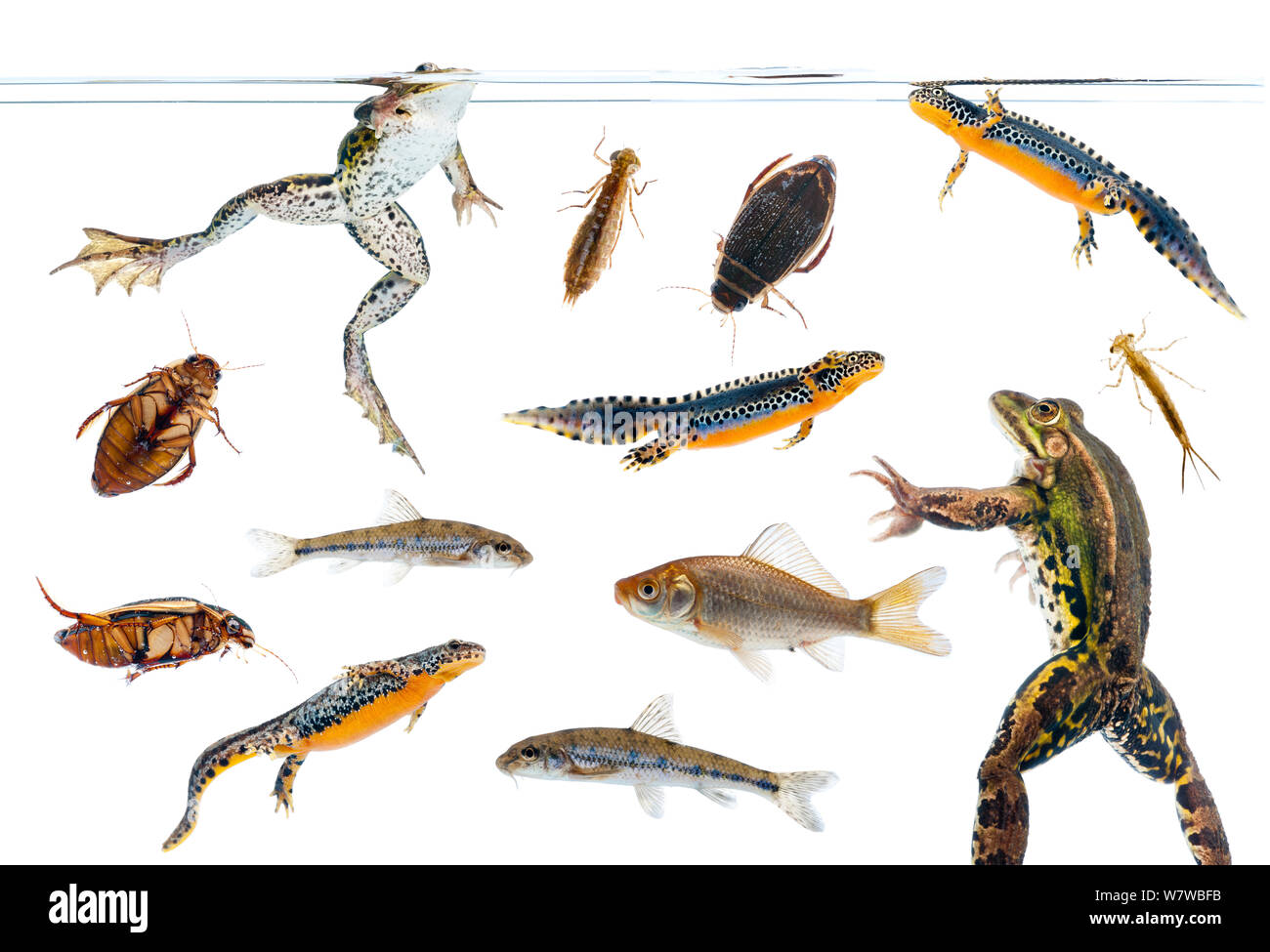 How Are Amphibians Different From Fish at James Bohnsack blog