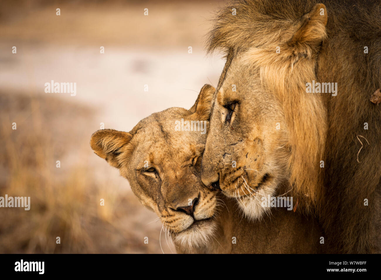 Lions Nuzzling