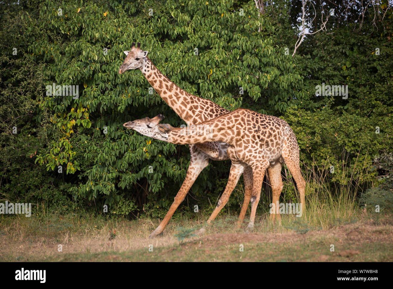 Rhodesian giraffe hi-res stock photography and images - Alamy