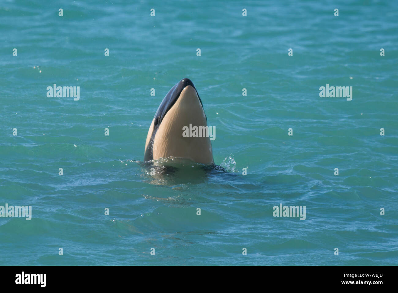 Baby Orca High Resolution Stock Photography and Images - Alamy