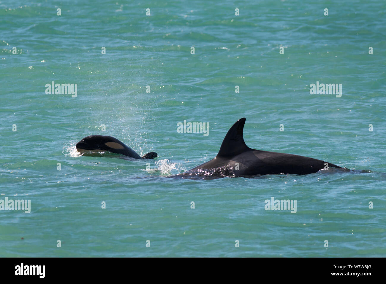 Baby Orcas Jumping