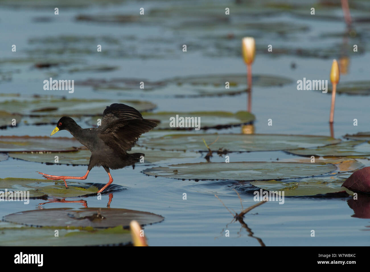 Landing from jump hi-res stock photography and images - Alamy