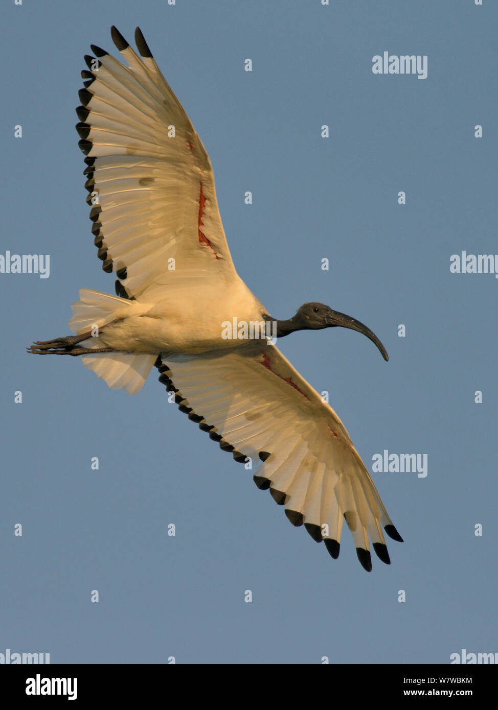 African sacred ibis (Threskiornis aethiopicus) in flight, Chobe River ...