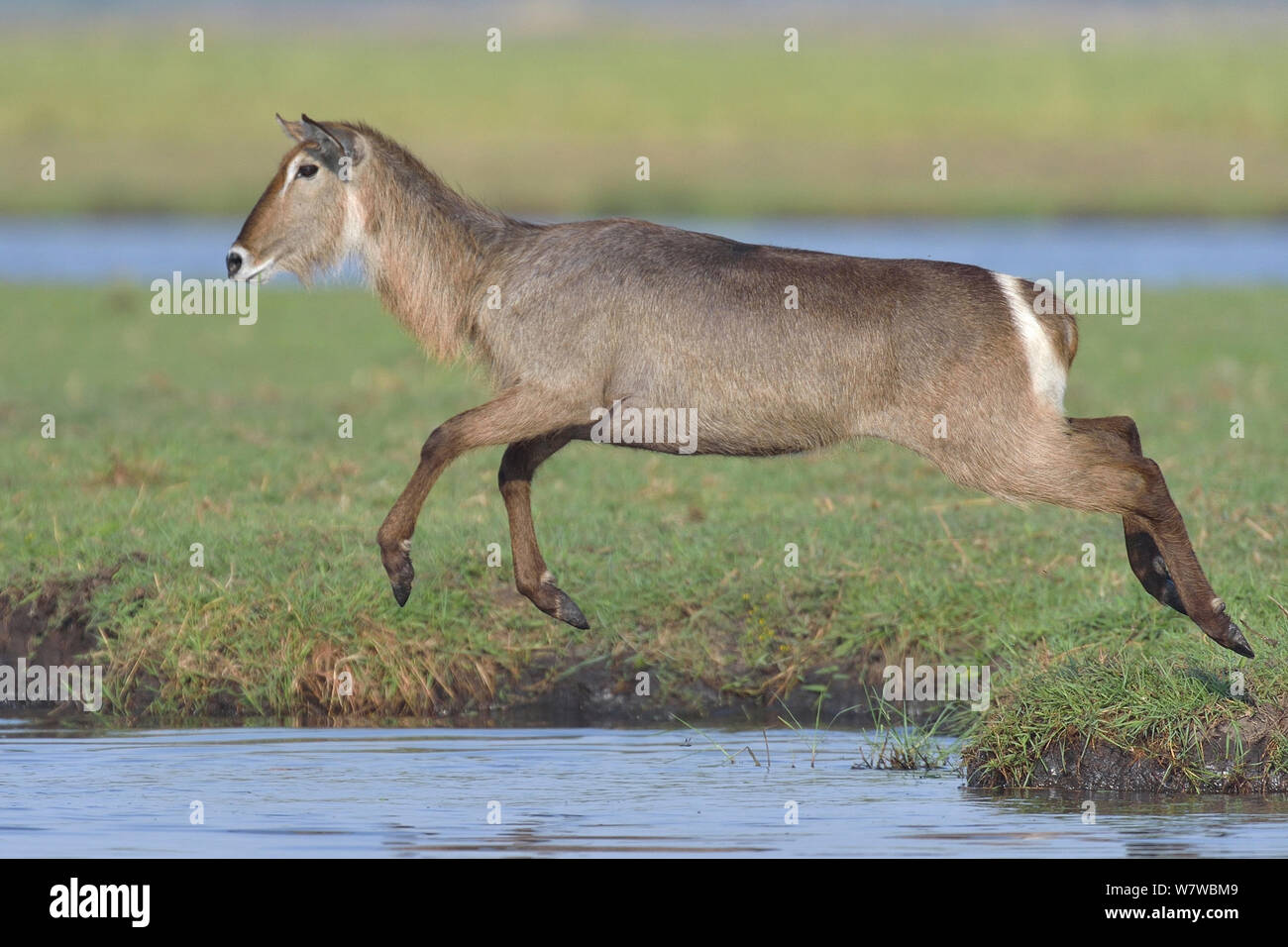Jumping across river hi-res stock photography and images - Alamy