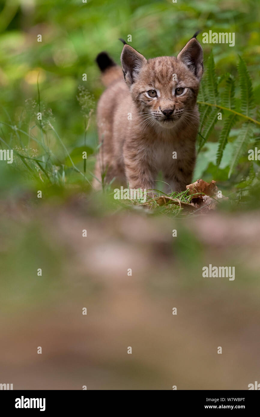 Lynx Babies High Resolution Stock Photography and Images - Alamy