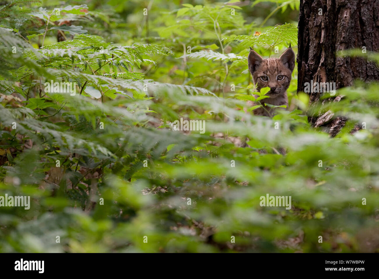 Eurasian lynx lynx lynx cub hi-res stock photography and images - Alamy