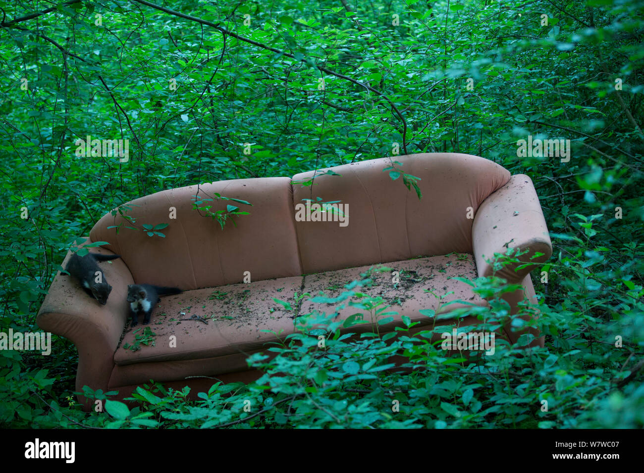 Waste Sofa High Resolution Stock Photography and Images - Alamy