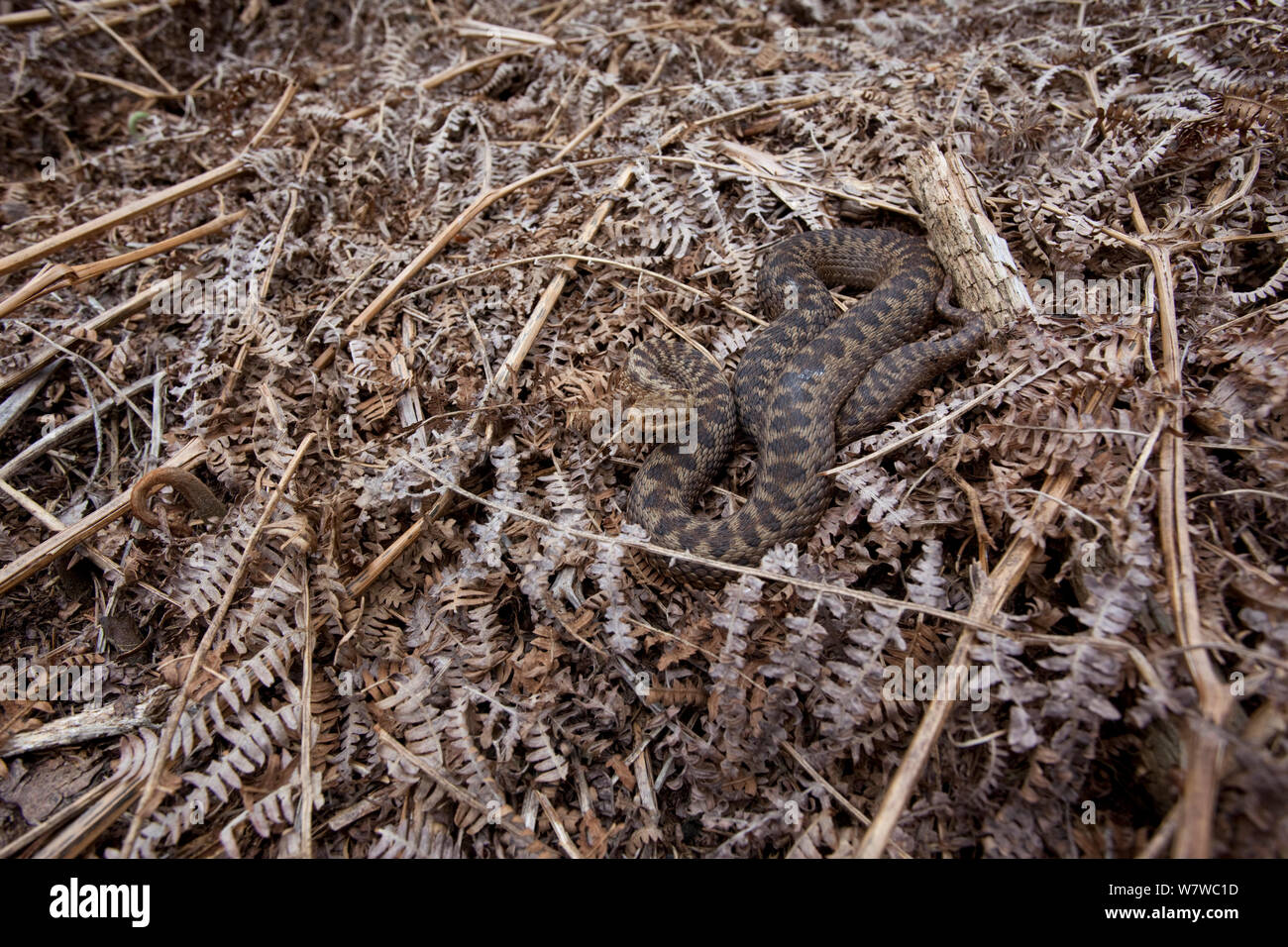Dead adder hi-res stock photography and images - Alamy