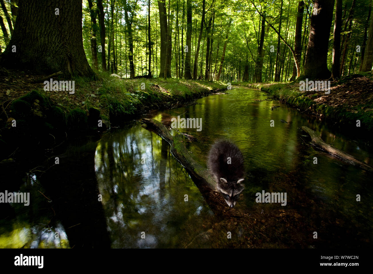 Raccoon dog (Procyon lotor) crossing stream, Black Forest, Baden ...