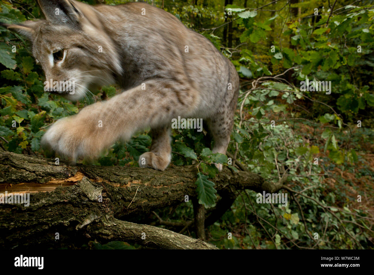 Eurasian lynx (Lynx lynx) climbing tree, Black Forest, Baden ...