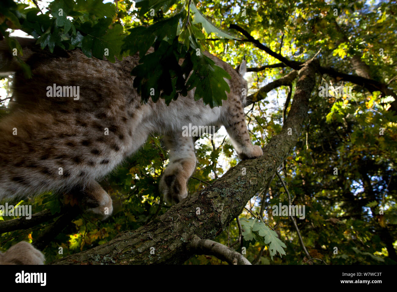 Eurasian lynx (Lynx lynx) climbing tree, Black Forest, Baden ...