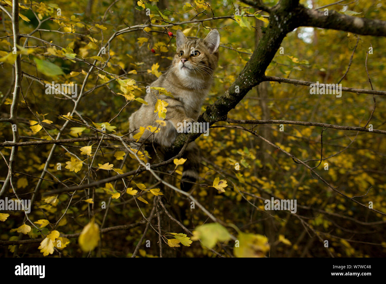 Wildcat felis silvestris in the tree hi-res stock photography and ...