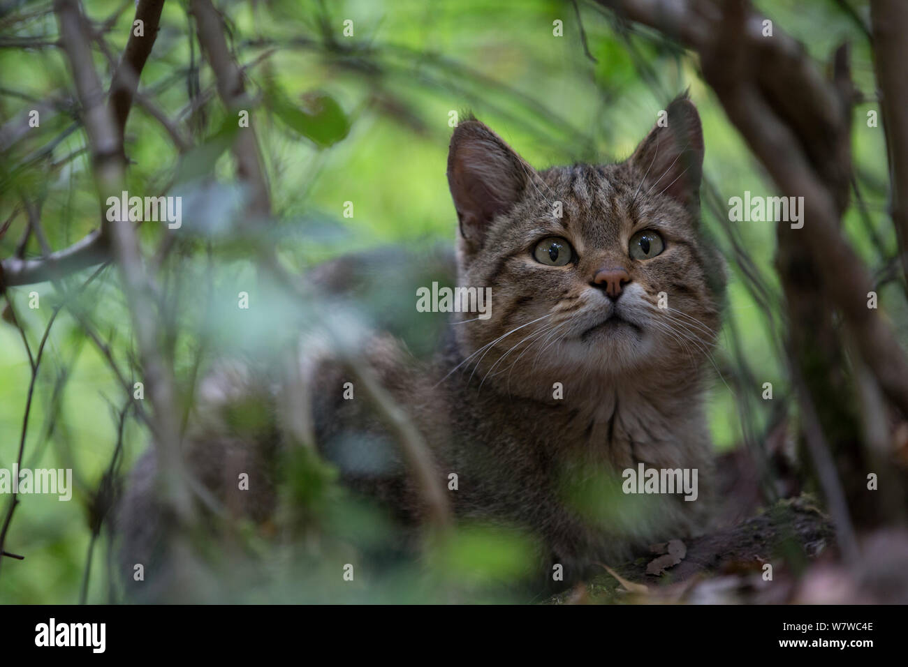 Wild cat forest germany hi-res stock photography and images - Alamy
