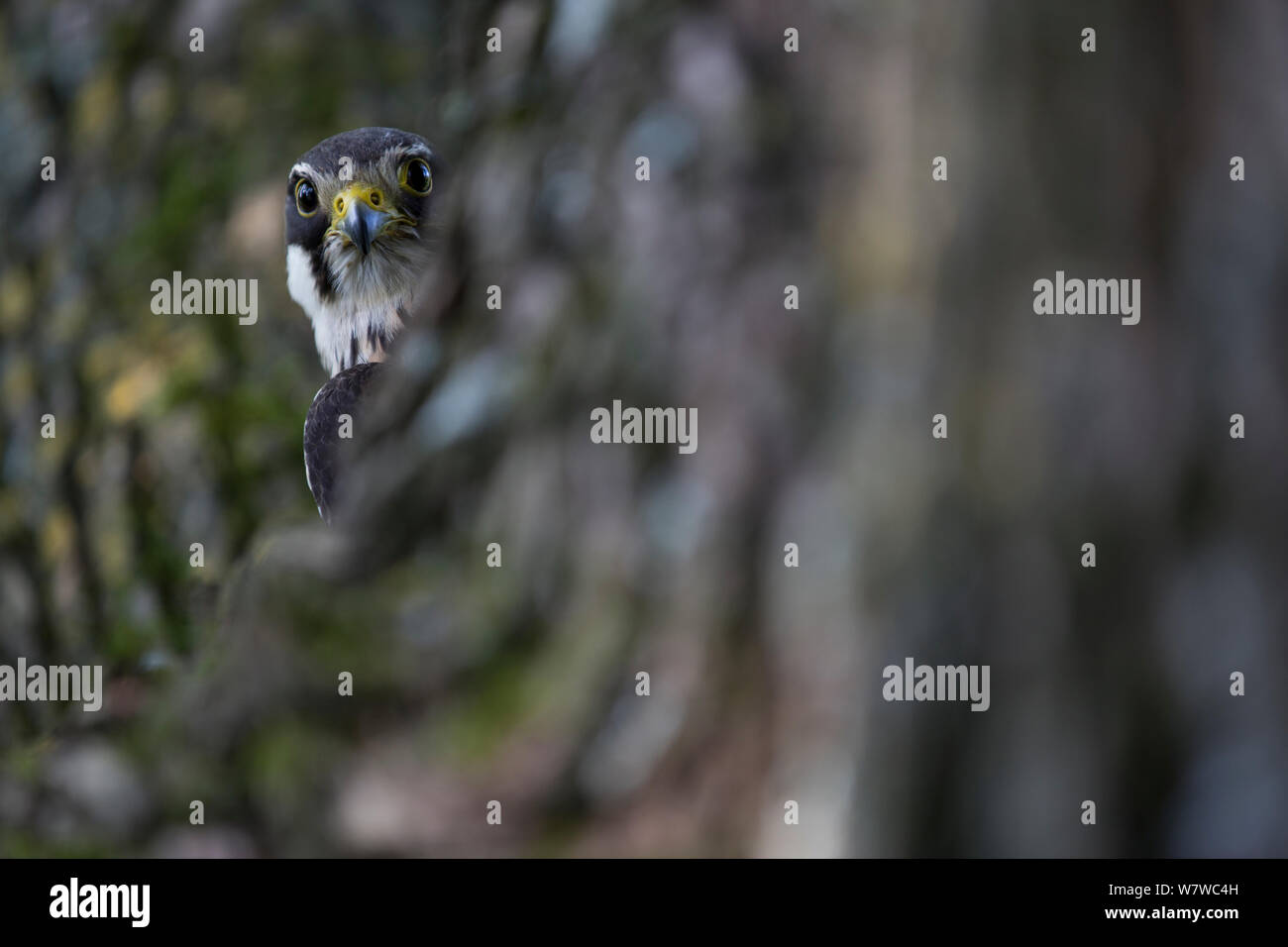 Peregrine falcon (Falco peregrinus) peering from behind tree, Black ...
