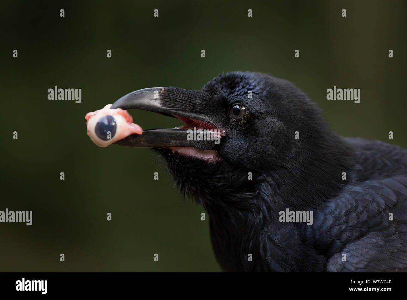 Animal eyeball hi-res stock photography and images - Alamy