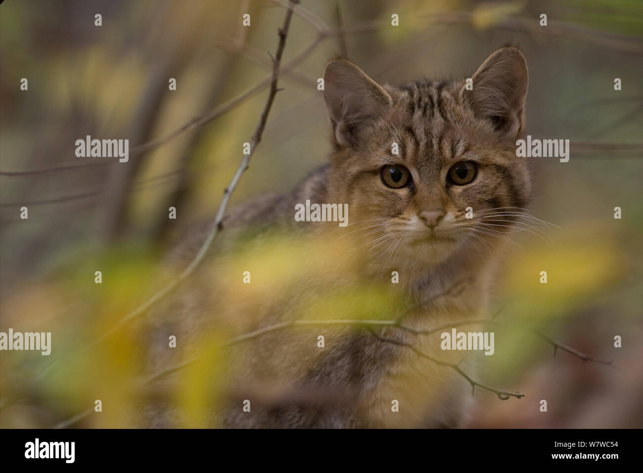 Wildcat Germany High Resolution Stock Photography and Images - Alamy