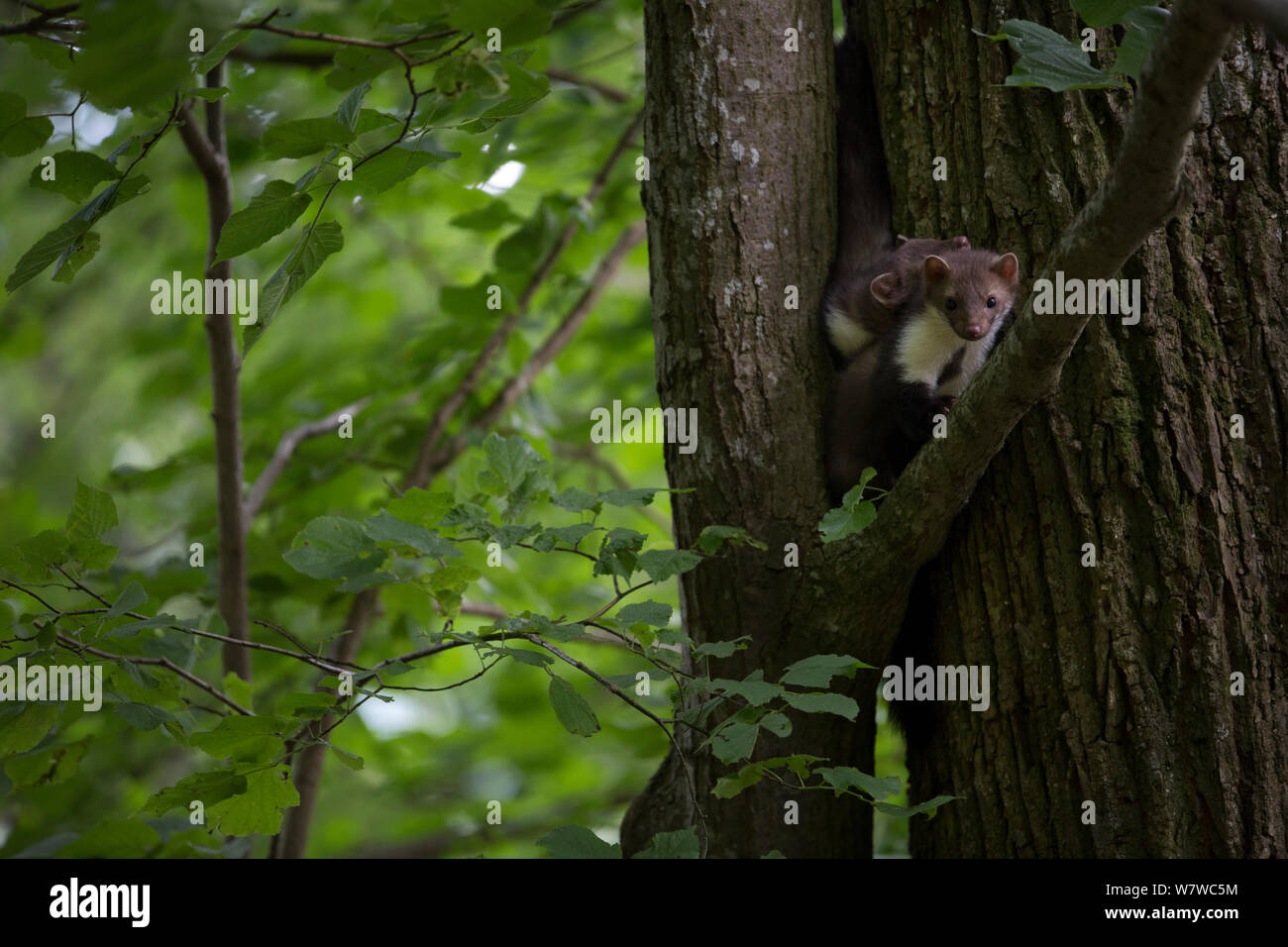 Marten Cat High Resolution Stock Photography and Images - Alamy