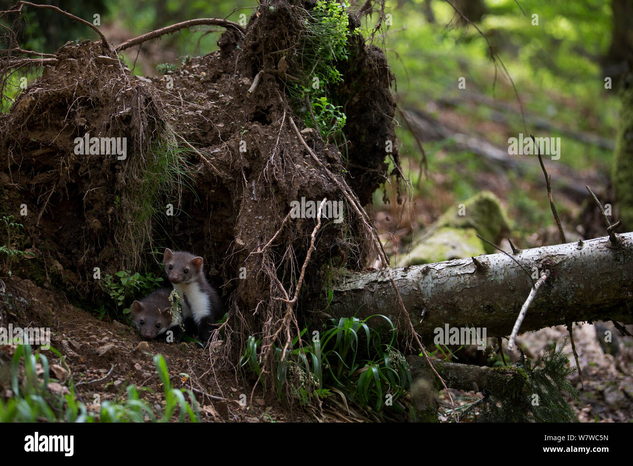 Under The Roots High Resolution Stock Photography and Images - Alamy