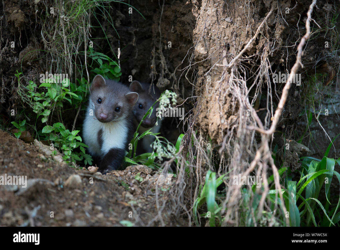 Marten Cat High Resolution Stock Photography and Images - Alamy